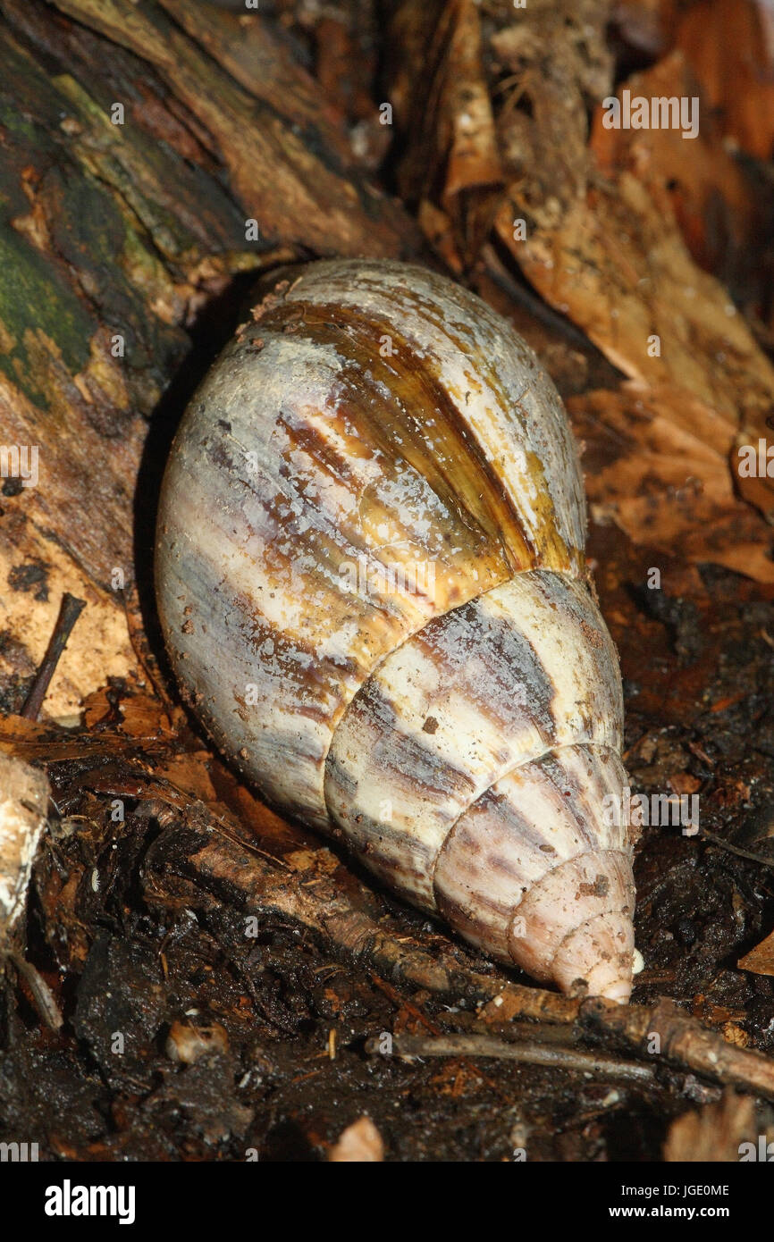 Agate snail, Achatschnecke Stock Photo - Alamy