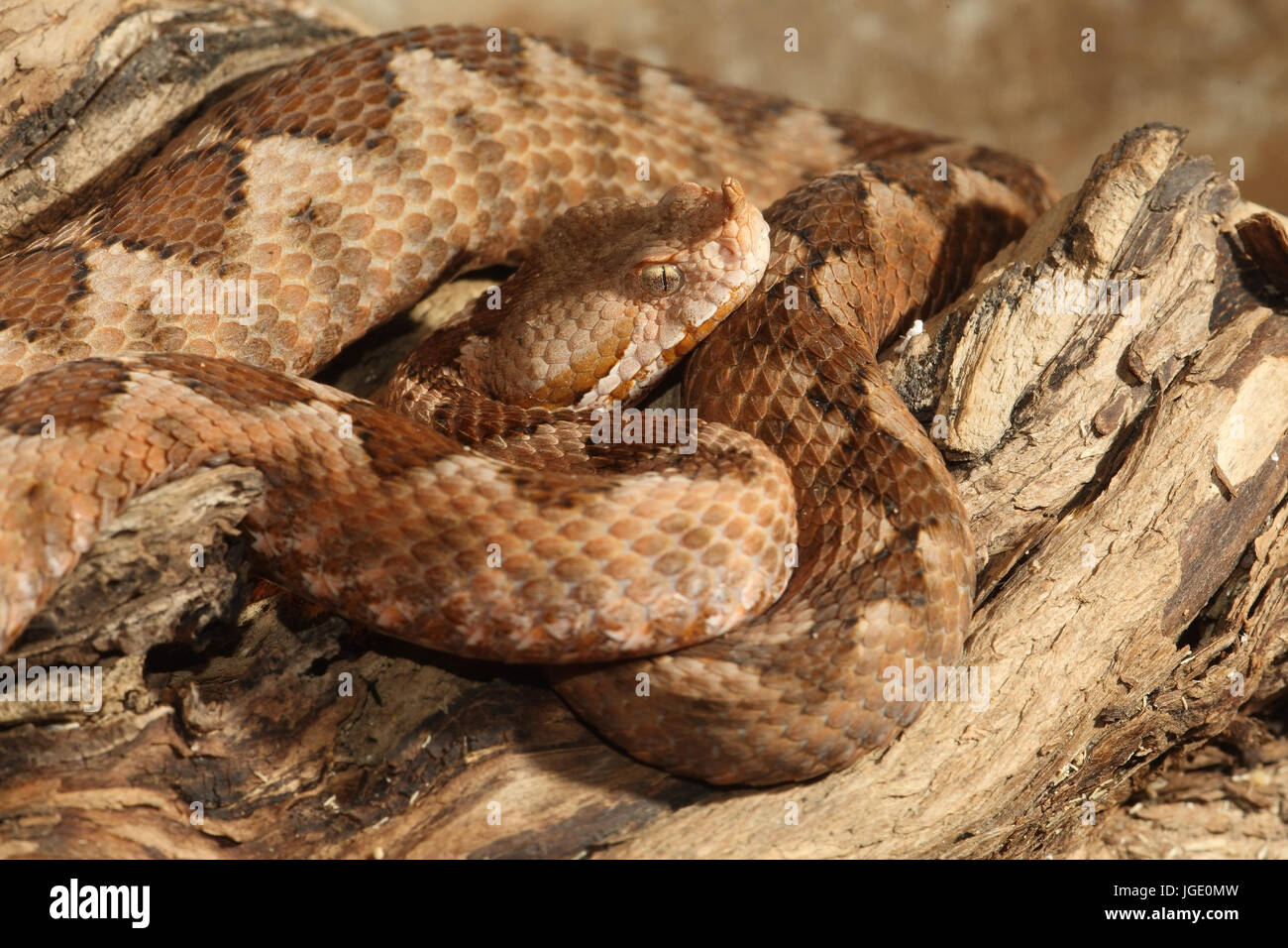 Horn rimmed viper hi-res stock photography and images - Alamy