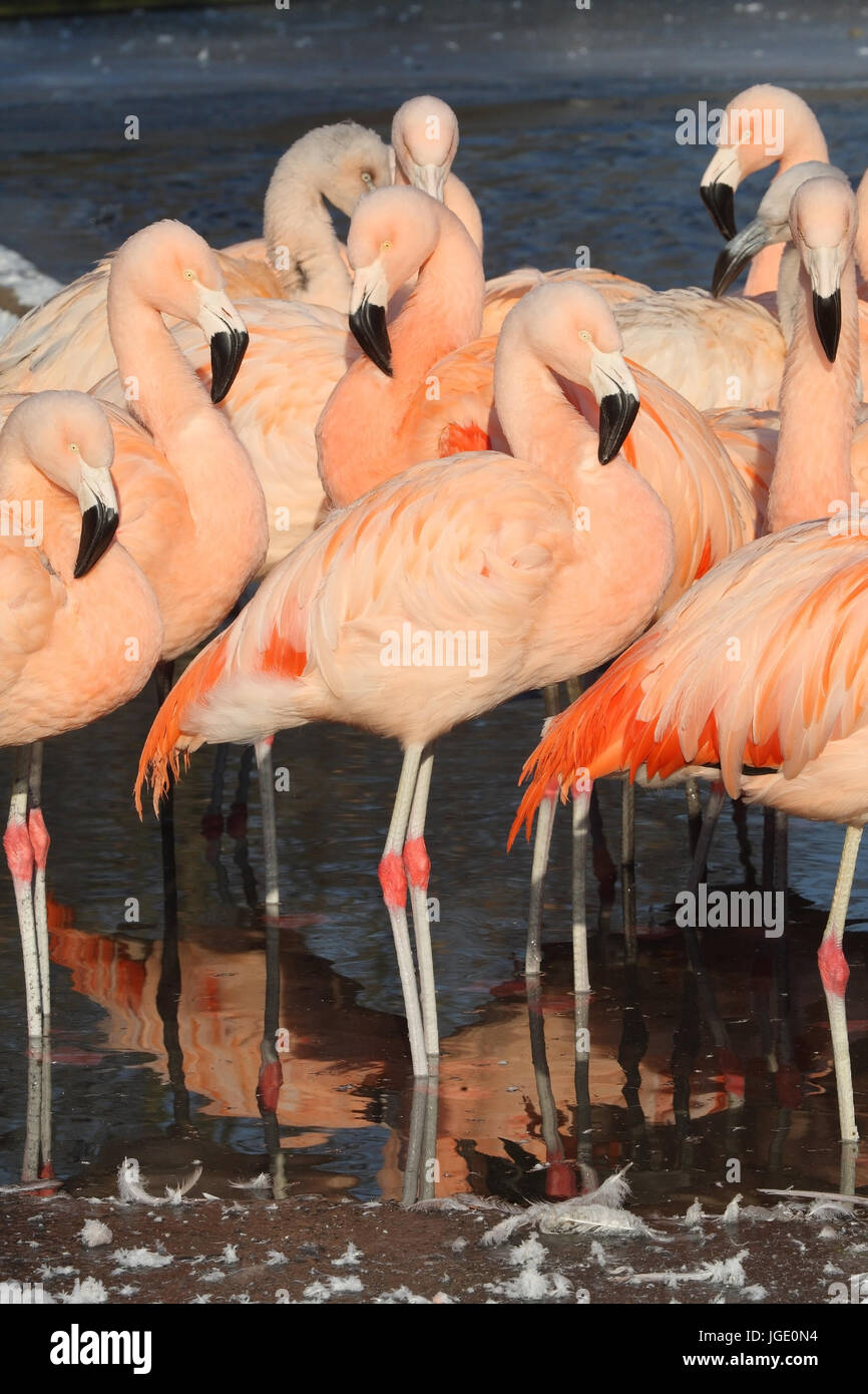 Chile flamingo in winter, Chileflamingo im Winter Stock Photo - Alamy