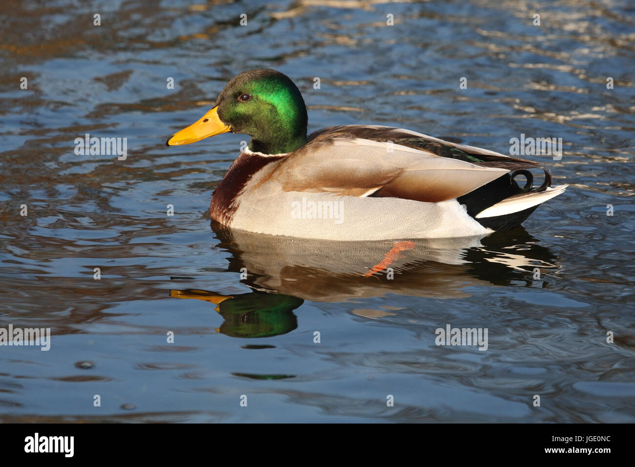 Erpel lake hi-res stock photography and images - Alamy