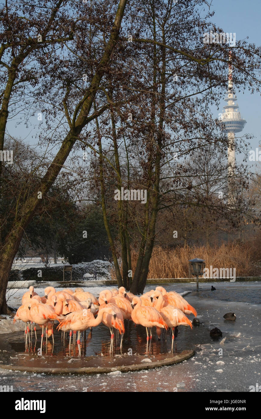 Chile flamingo in winter, Chileflamingo im Winter Stock Photo - Alamy