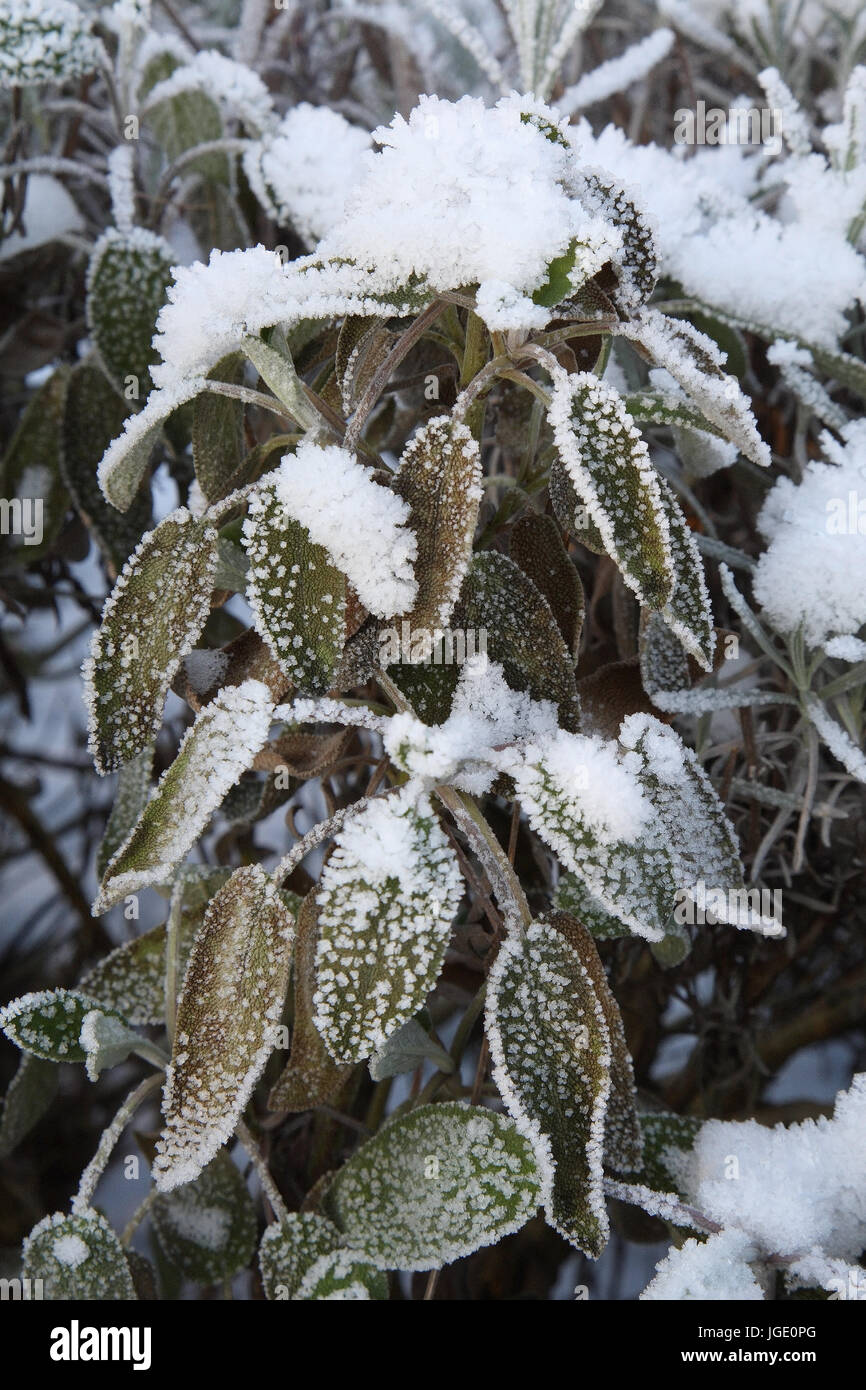 Pflanzenblaetter hi-res stock photography and images - Alamy