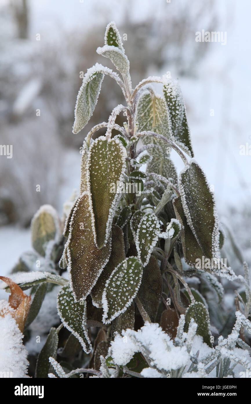 White frost and snow on plant sheets, Reif und Schnee auf ...