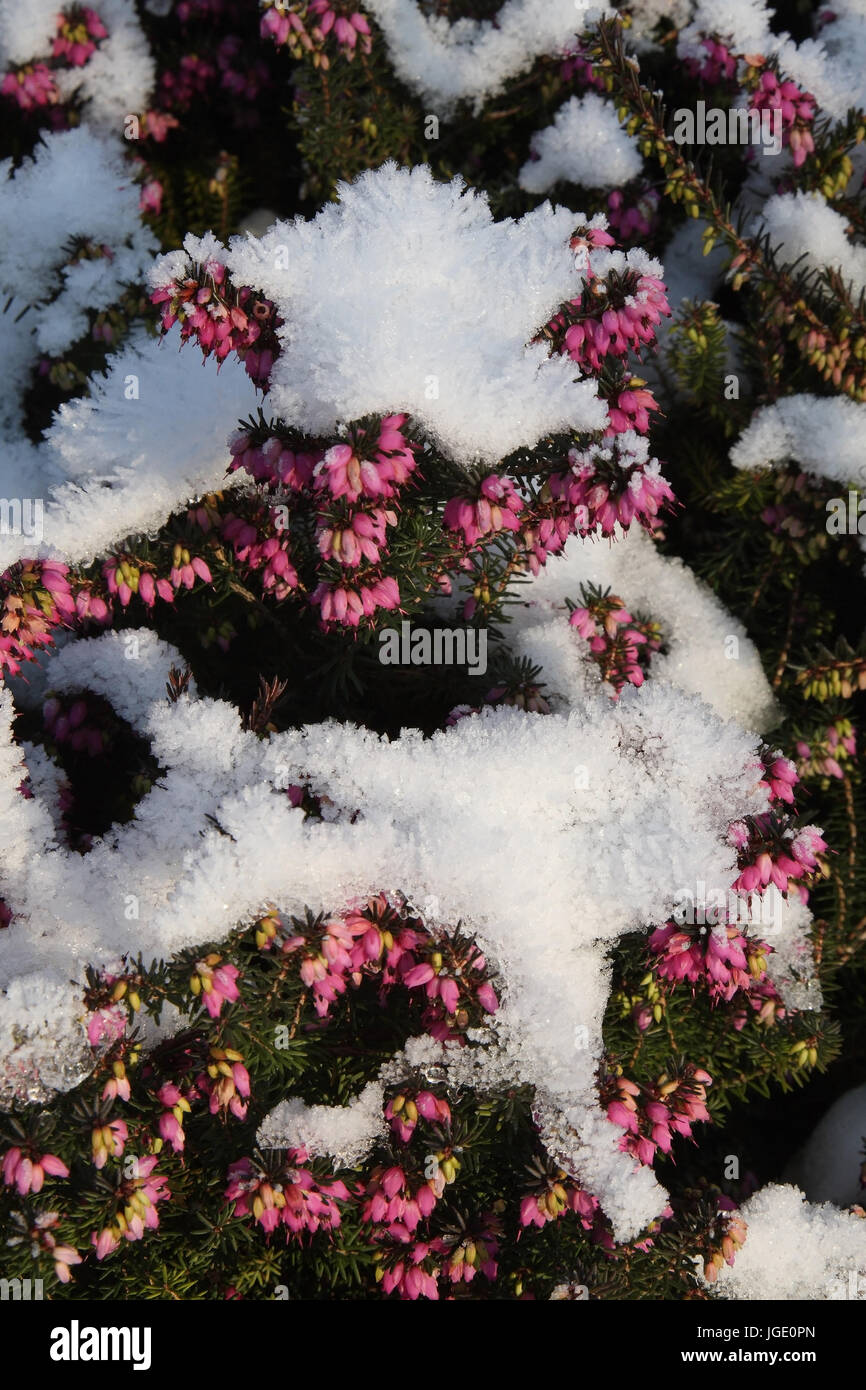 Snowy moor with white frost, Schnee-Heide mit Reif Stock Photo - Alamy