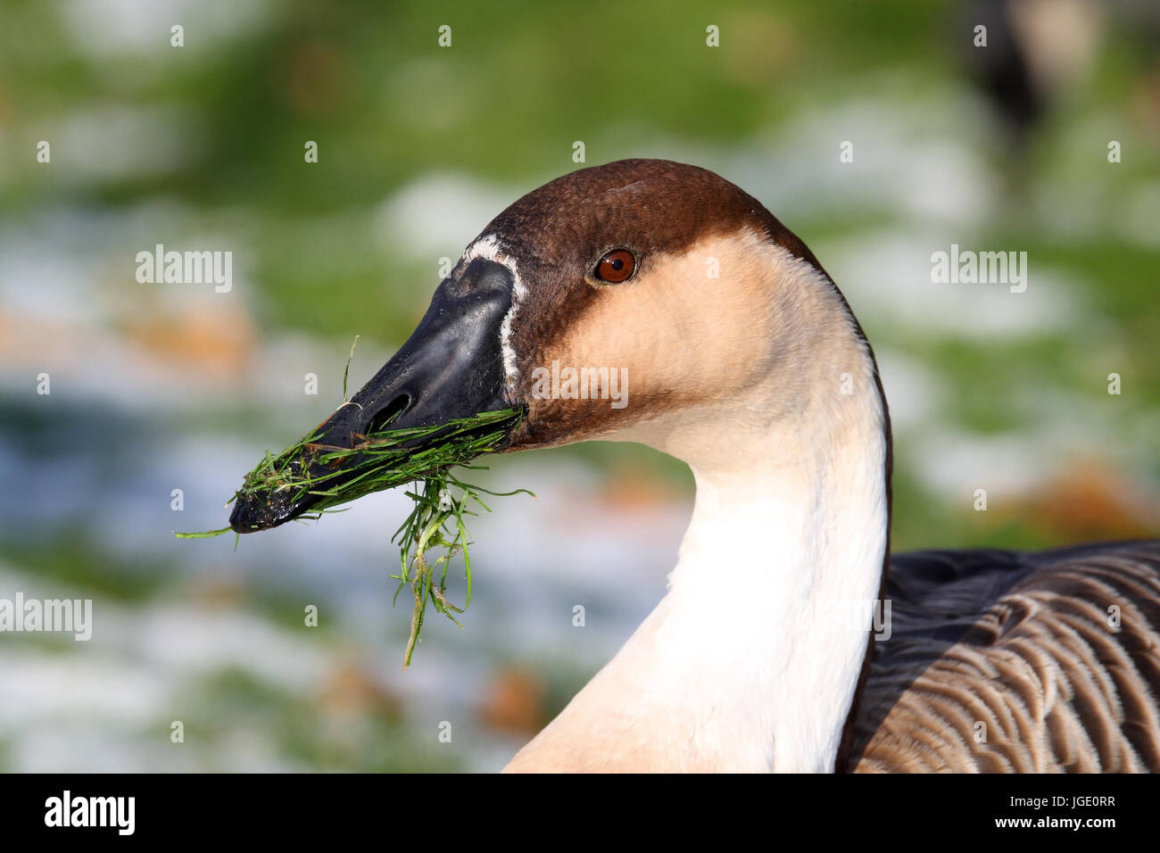 Hump goose in winter, Hoeckergans im Winter Stock Photo - Alamy