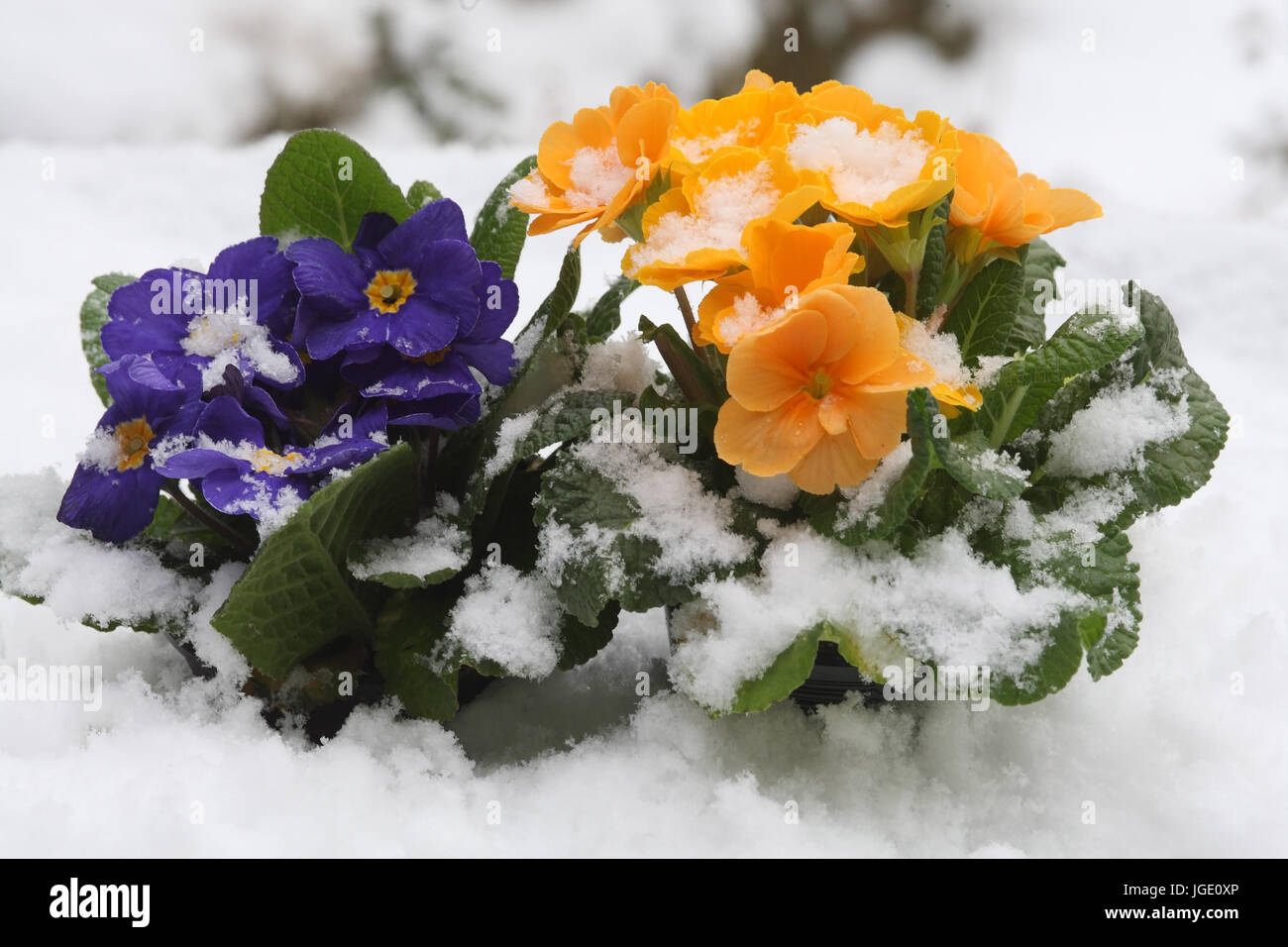Primrose in the snow, Primel im Schnee Stock Photo - Alamy