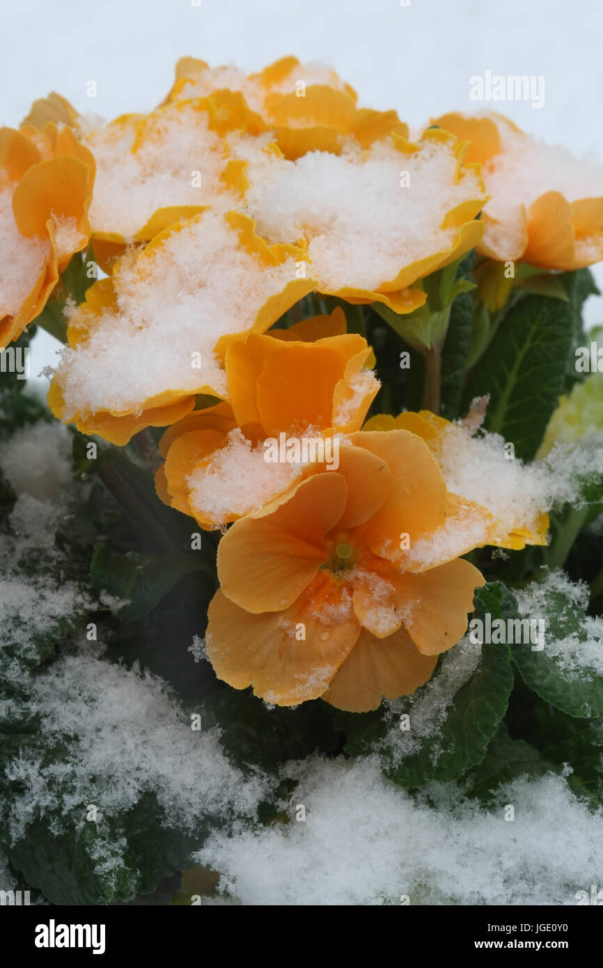 Primrose in the snow, Primel im Schnee Stock Photo - Alamy