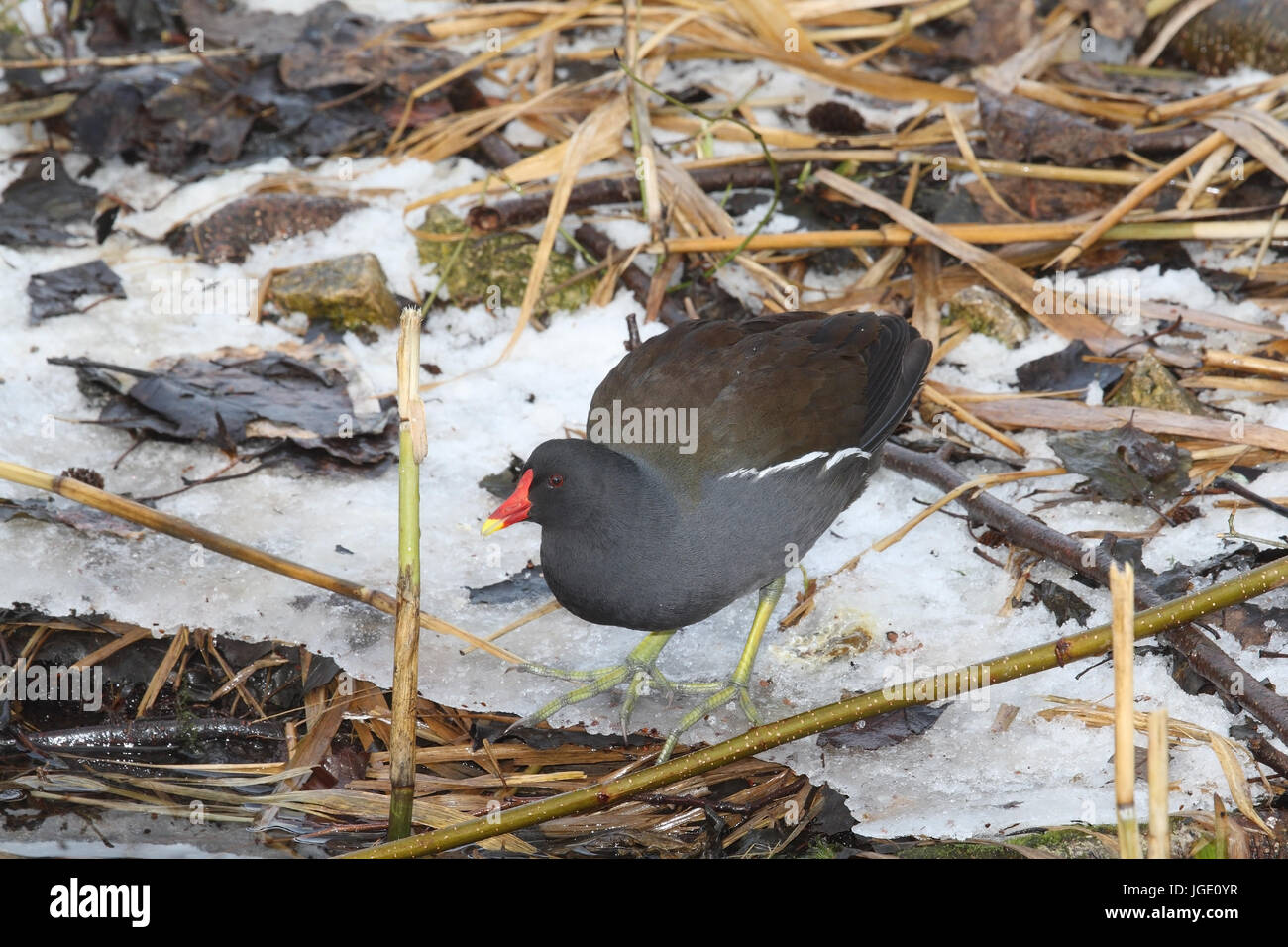 Pond chicken in winter, Teichhuhn im Winter Stock Photo - Alamy