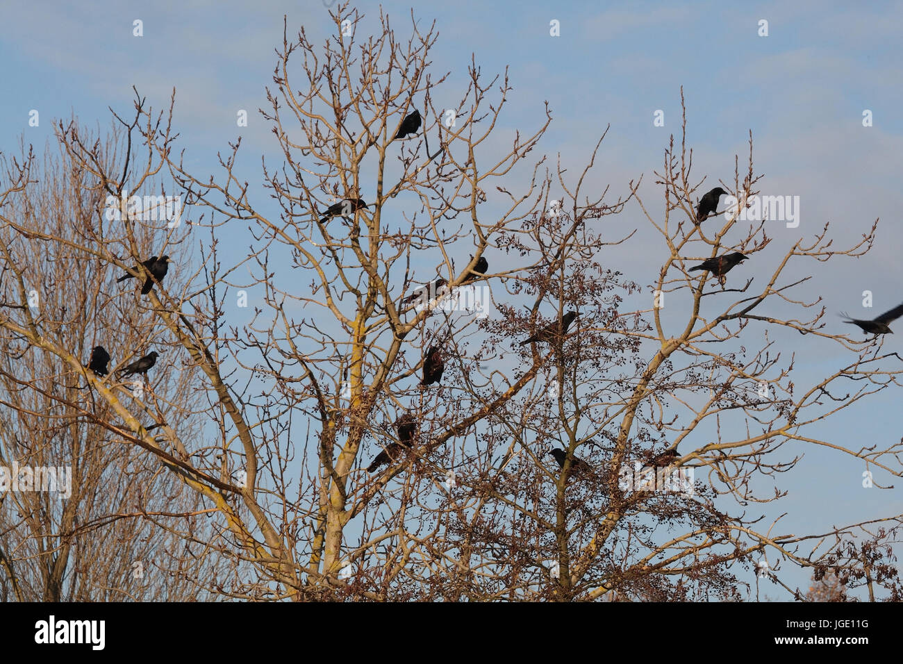 Raven Crows High Resolution Stock Photography and Images - Alamy