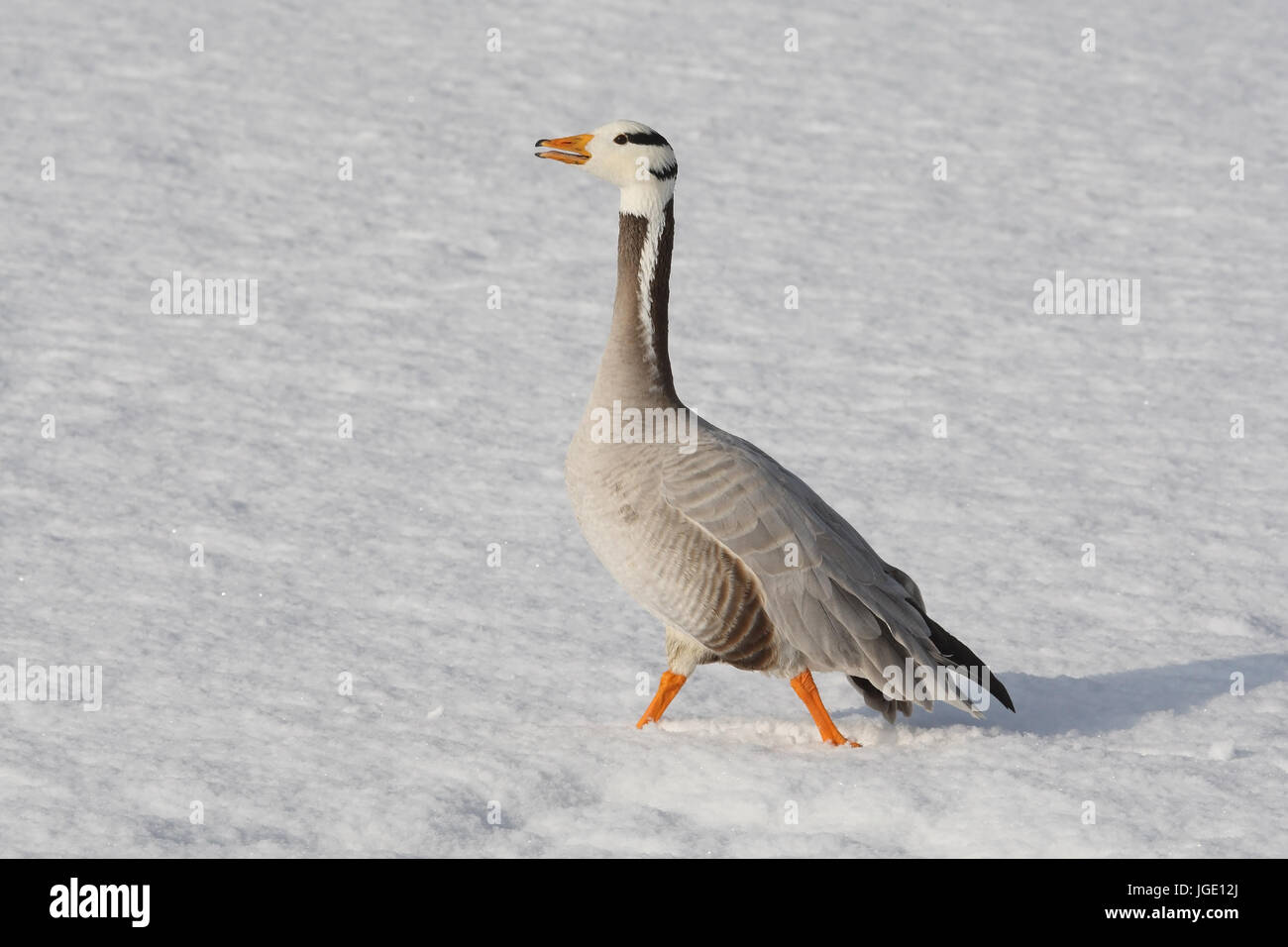 Stripe goose in winter, Streifengans im Winter Stock Photo - Alamy