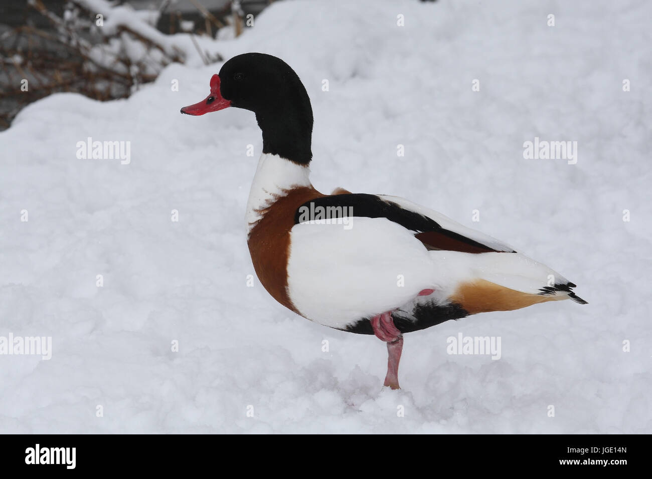 Fire goose hi-res stock photography and images - Alamy