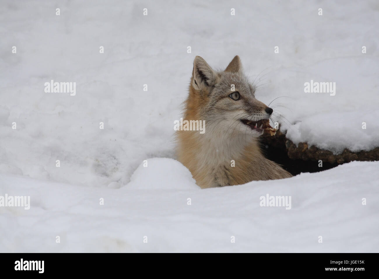 Kitfuchs hi-res stock photography and images - Alamy