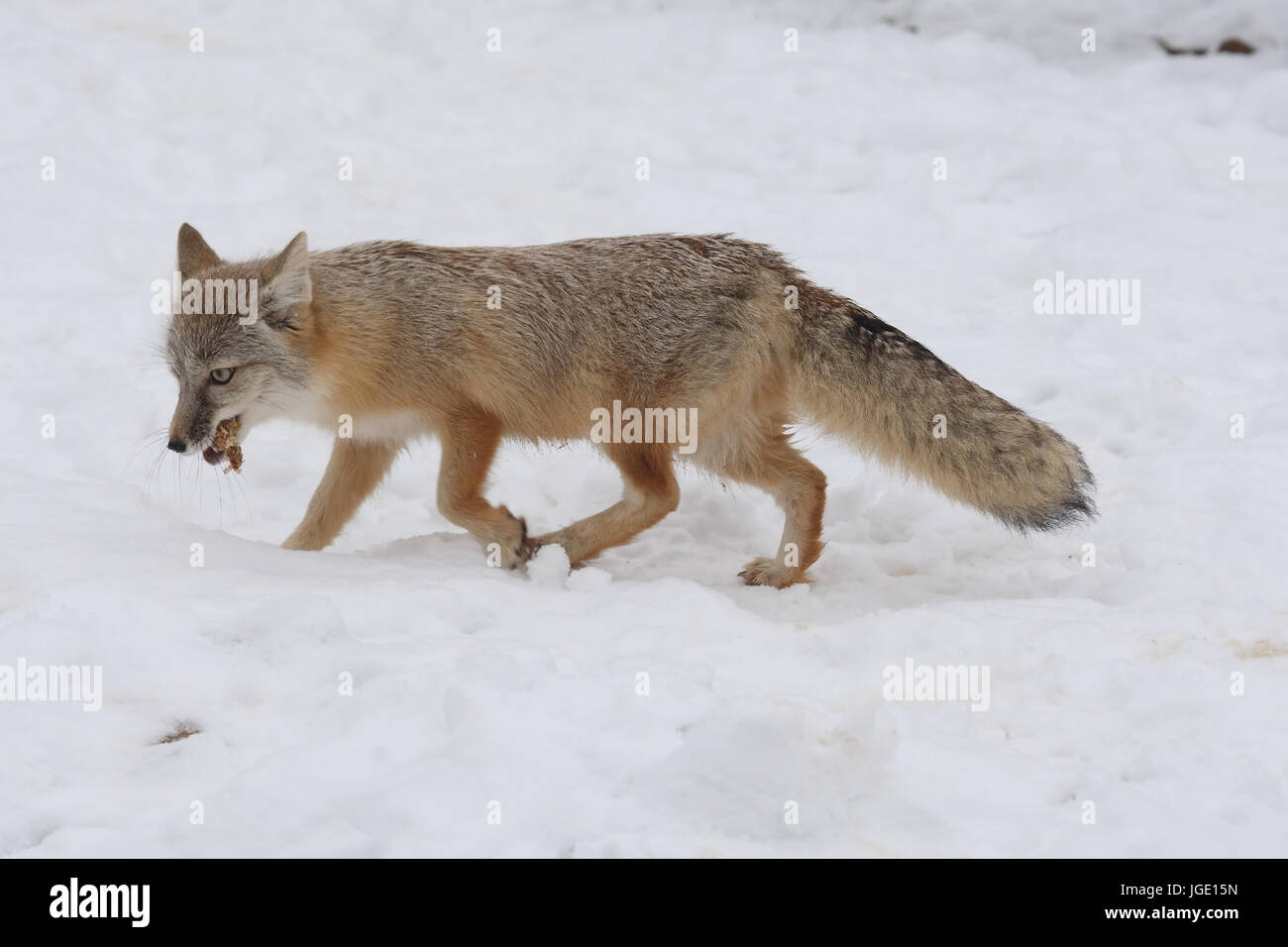 Kitfuchs hi-res stock photography and images - Alamy