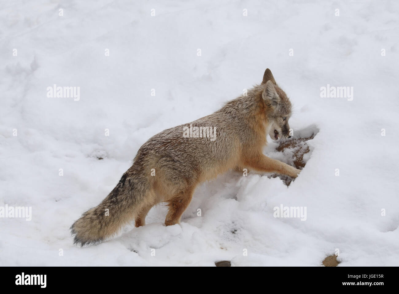 Kitfuchs hi-res stock photography and images - Alamy