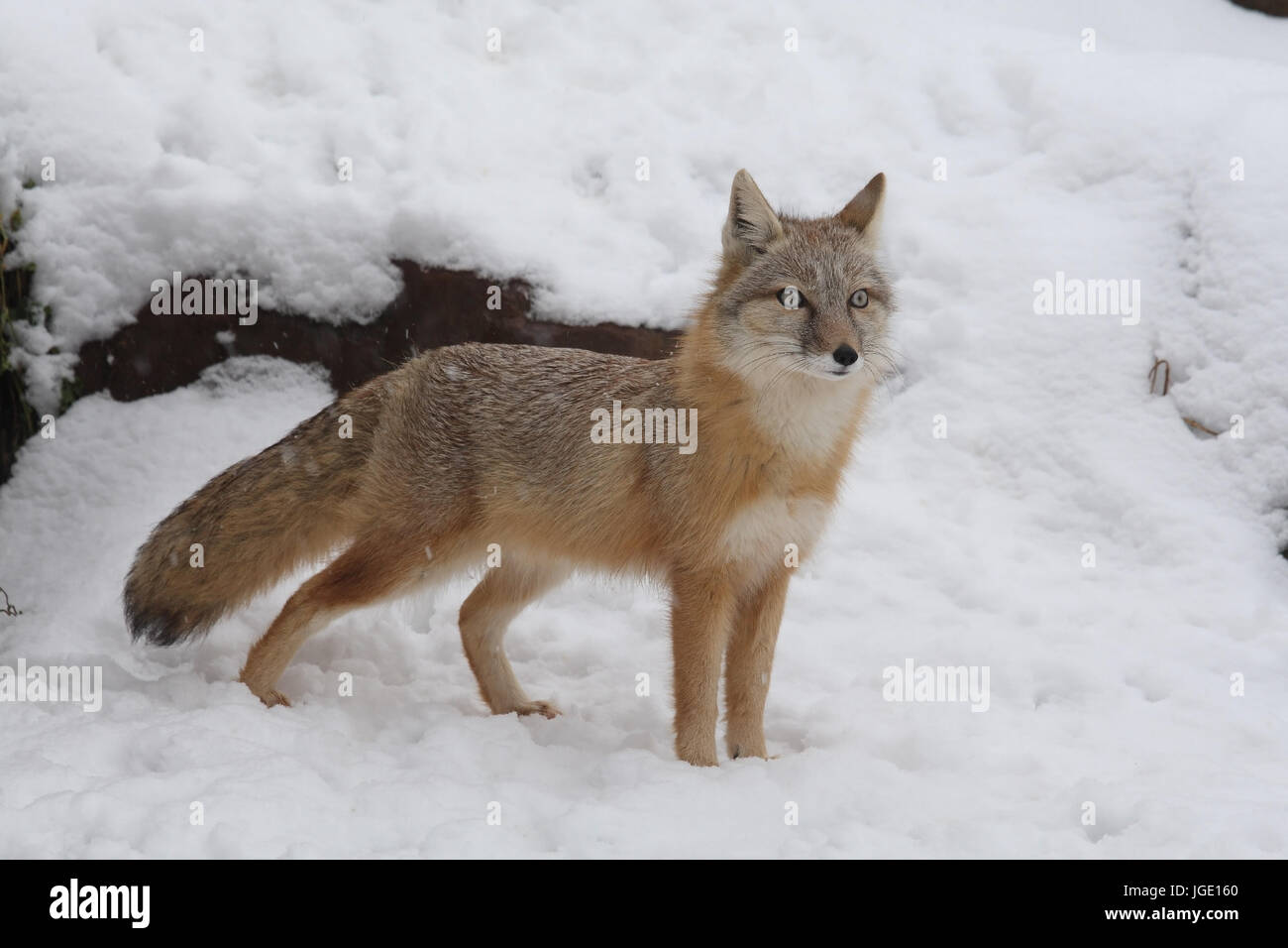 Fuchs im schnee hi-res stock photography and images - Alamy