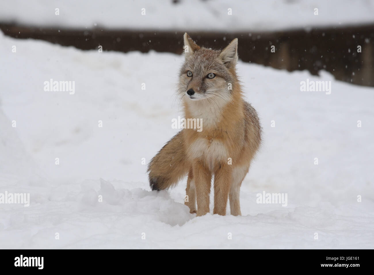 Kitfuchs in winter, Kitfuchs im Winter Stock Photo - Alamy
