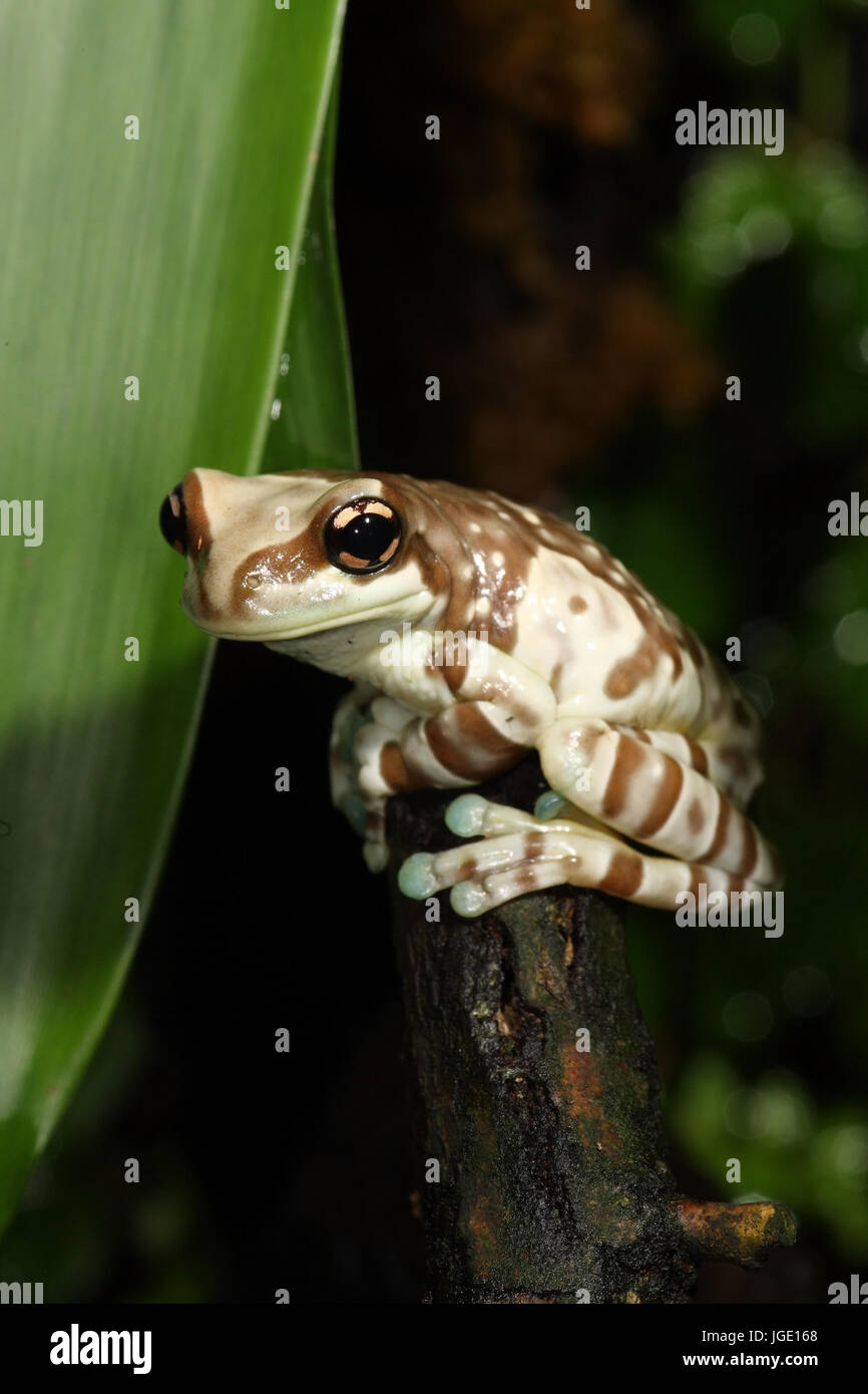 Toad foliage frog hi-res stock photography and images - Alamy