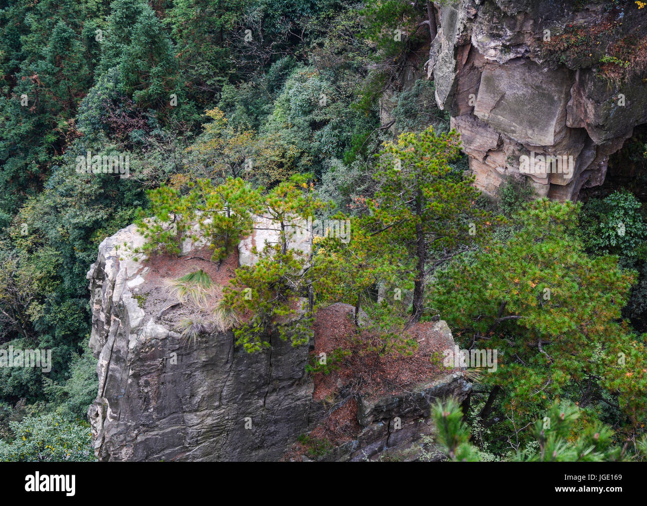 Trees on mountain peak at Zhangjiajie National Park in Hunan, China ...