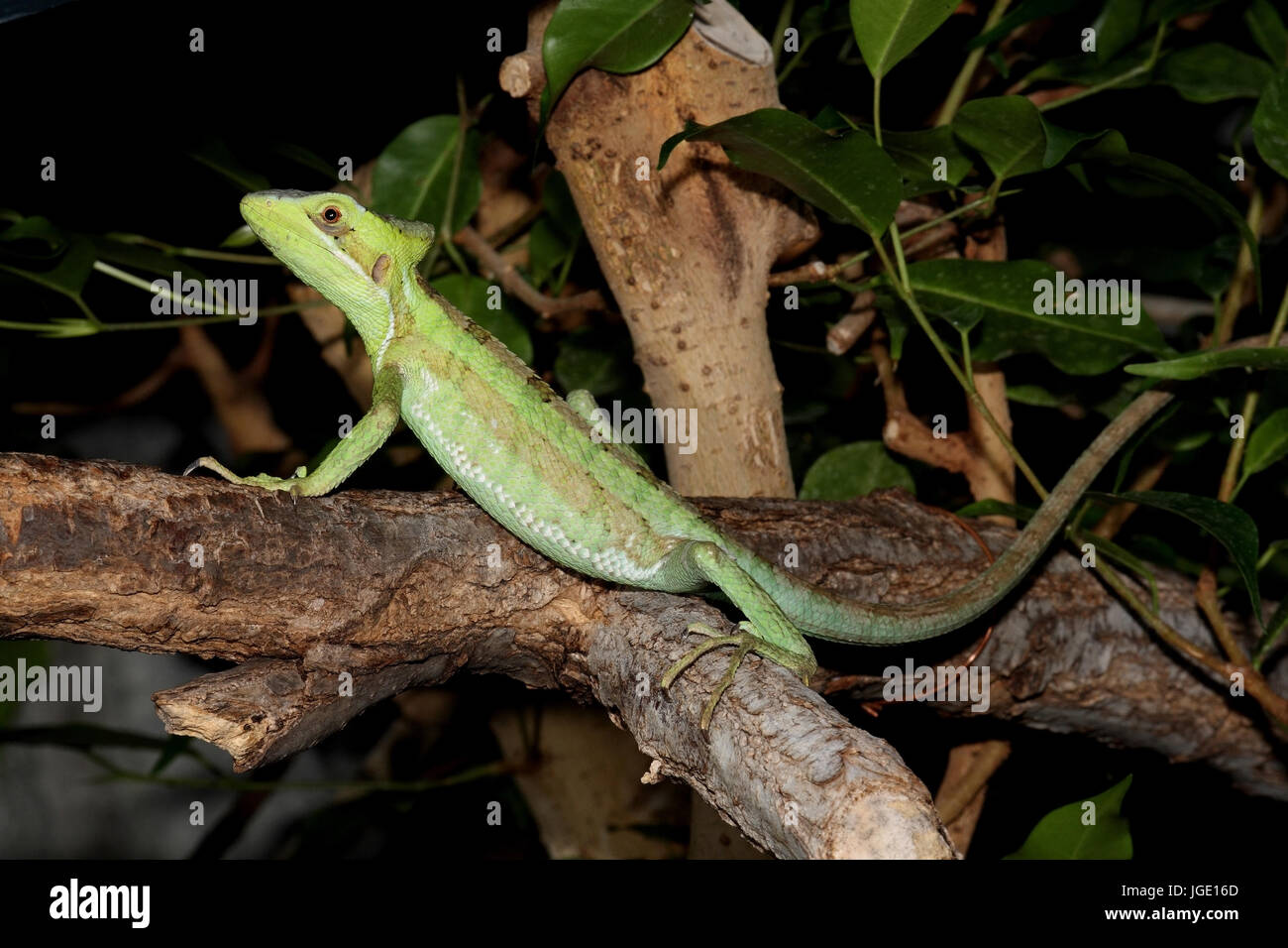 Crown basilisk, Kronenbasilisk Stock Photo - Alamy