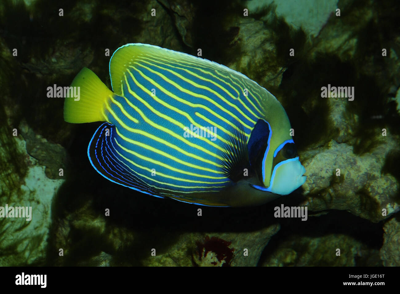 Imperator-imperial fish, Imperator-Kaiserfisch Stock Photo - Alamy