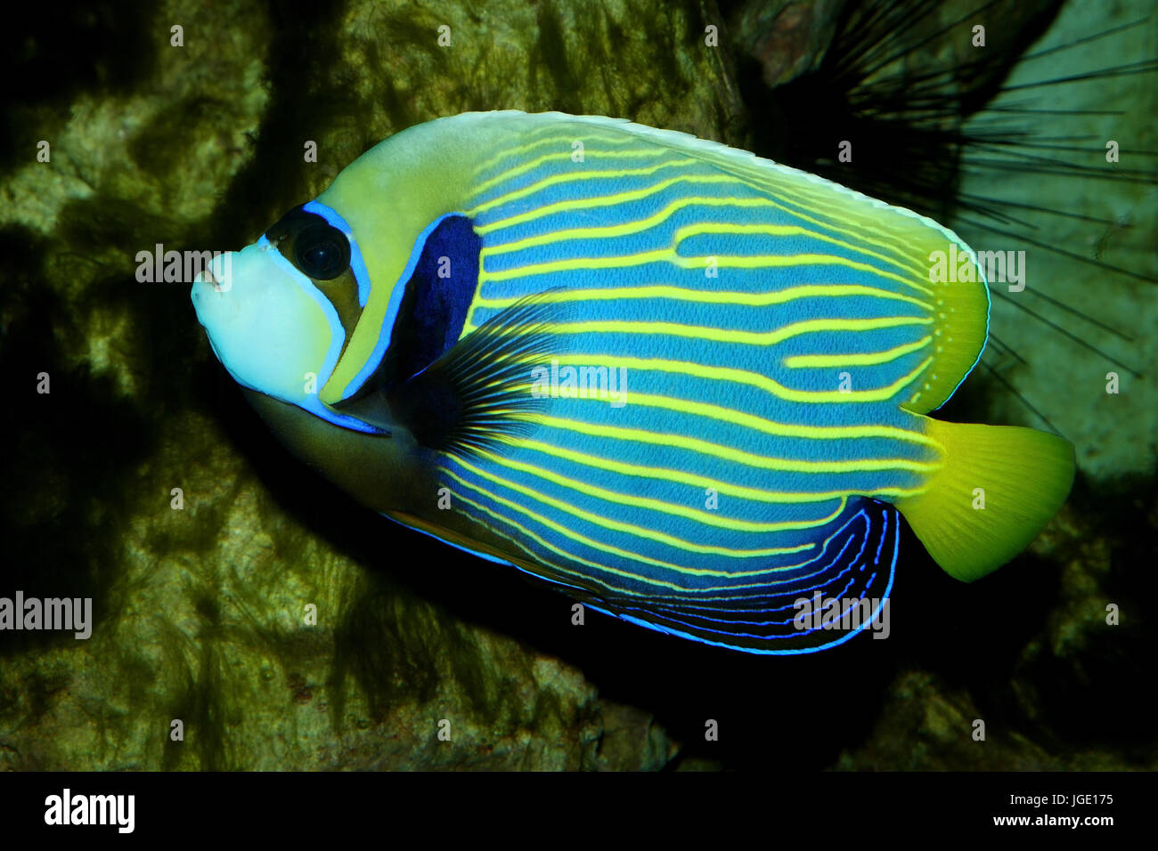 Imperator-imperial fish, Imperator-Kaiserfisch Stock Photo - Alamy