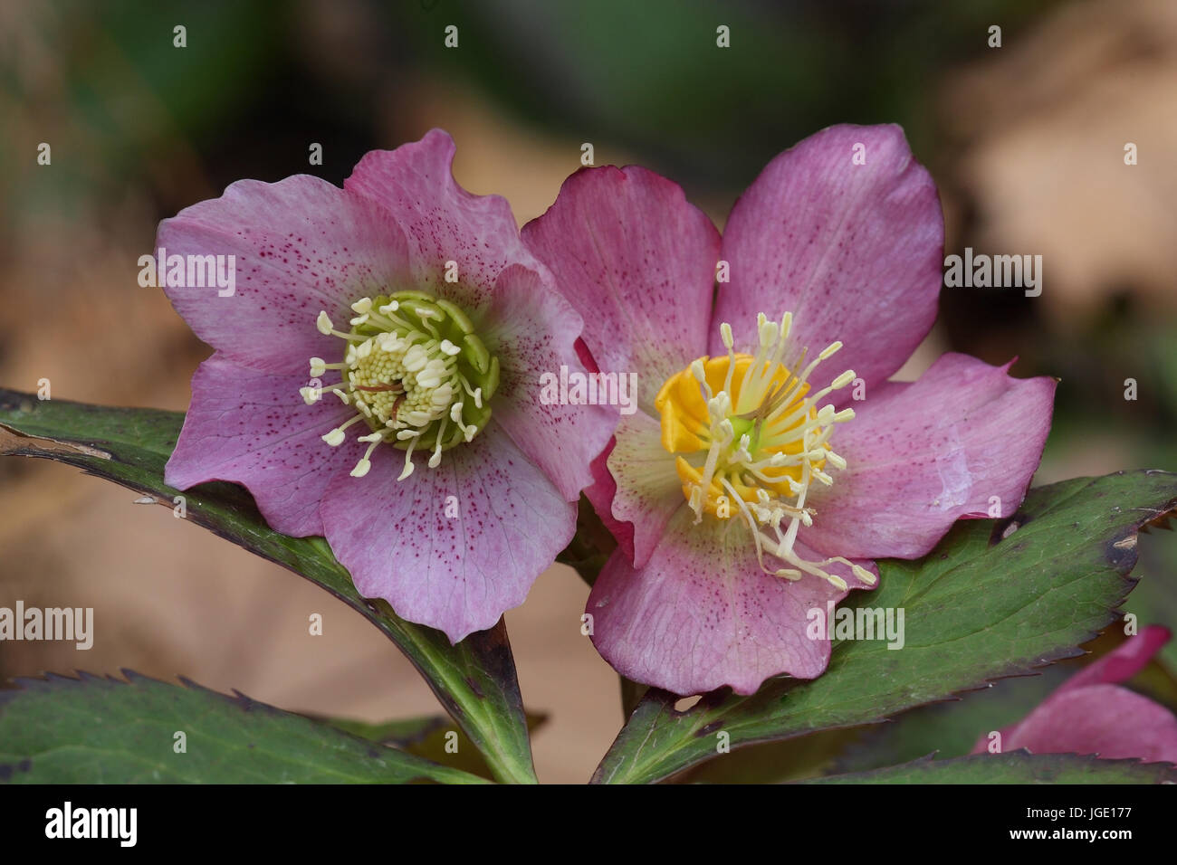 Schneerose High Resolution Stock Photography and Images - Alamy