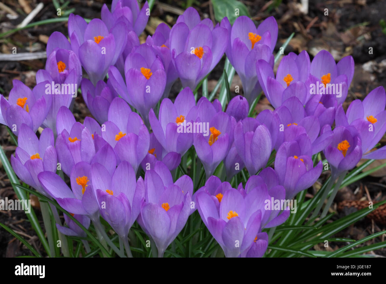 Wild crocus, Wildkrokus Stock Photo - Alamy