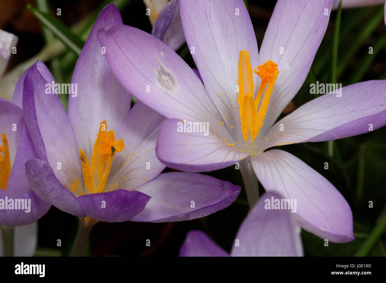 White saffron , Weisser Safran Stock Photo - Alamy