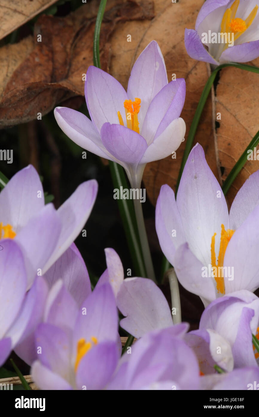 White saffron , Weisser Safran Stock Photo - Alamy