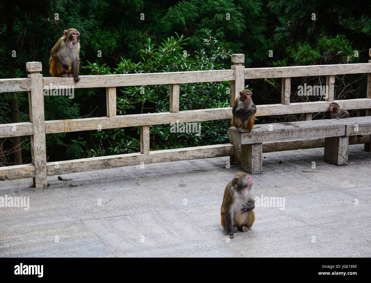 Monkeys at forest in Zhangjiajie National Park, Hunan, China Stock ...