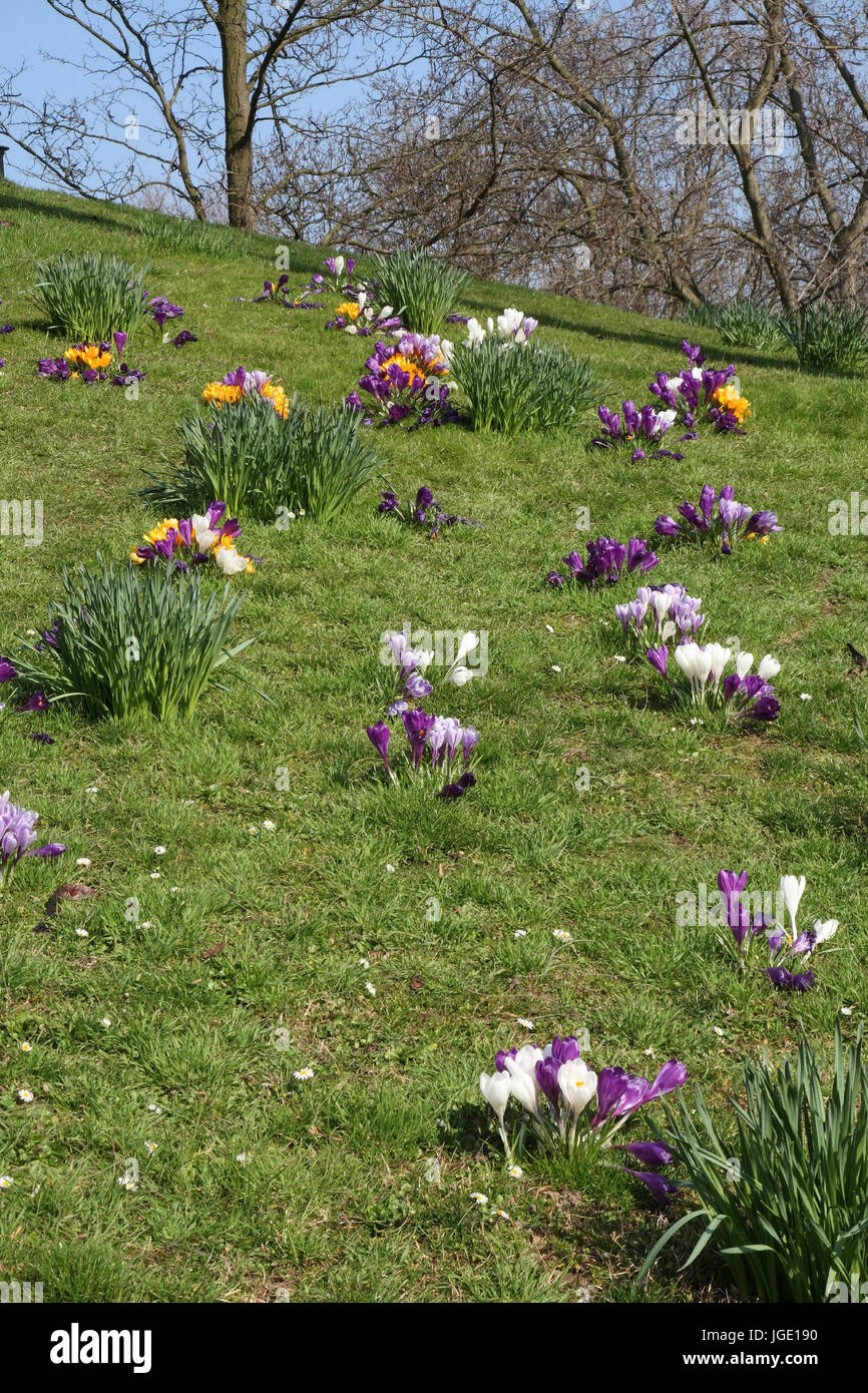 Wiese mit krokus hi-res stock photography and images - Alamy