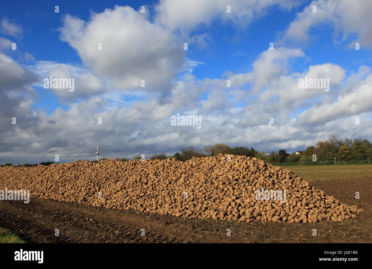 Field in autumn with Zuckerr ?? ben, Feld im Herbst mit Zuckerrüben Country in fall with sugar ...