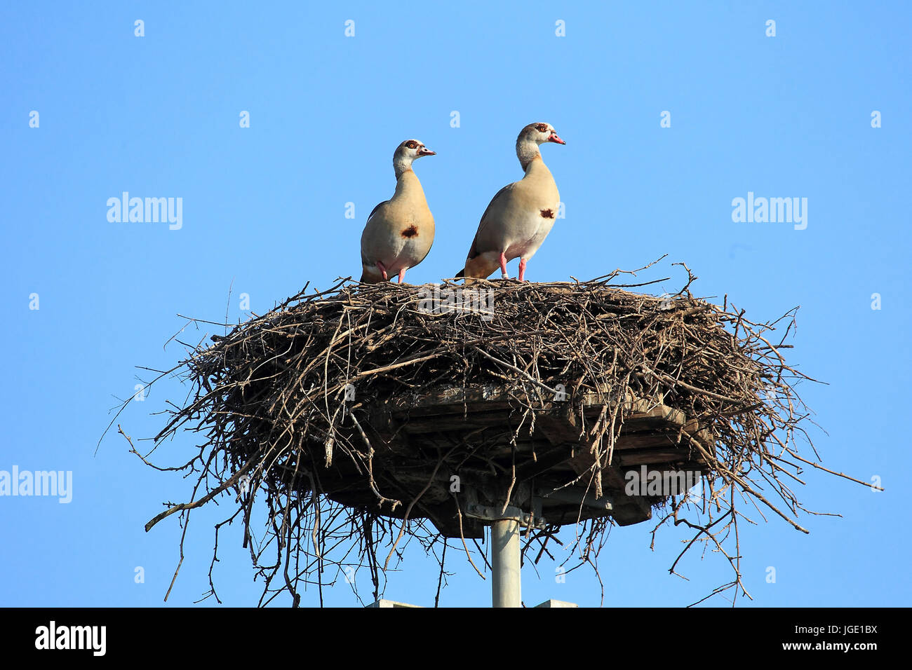 Nile goose, Nilgans Alopochen aegyptiacus Egyptian Goose Stock Photo ...