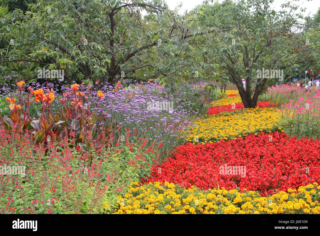 Pflanze sommerblumen hi-res stock photography and images - Alamy
