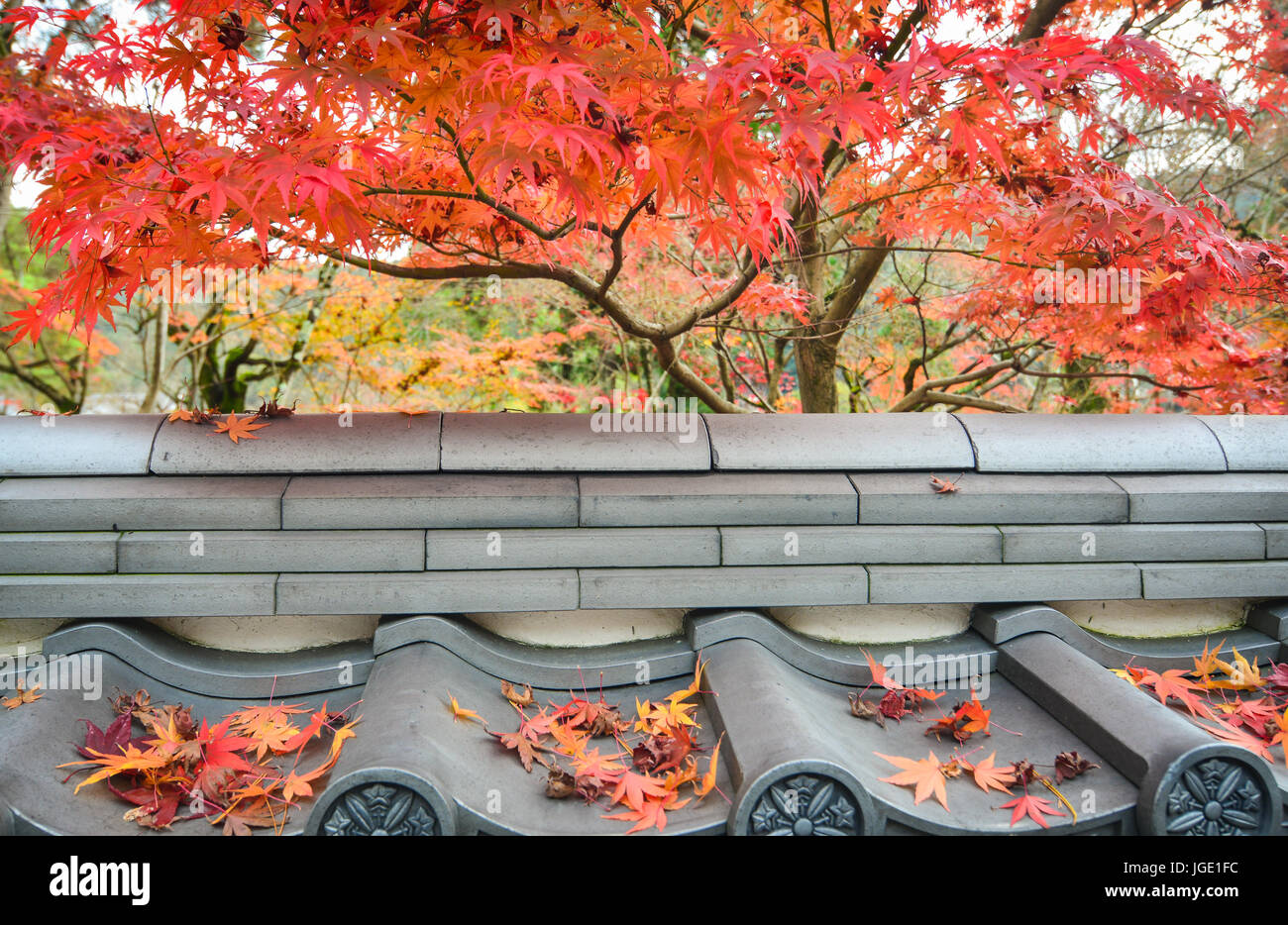 Red mable hi-res stock photography and images - Alamy