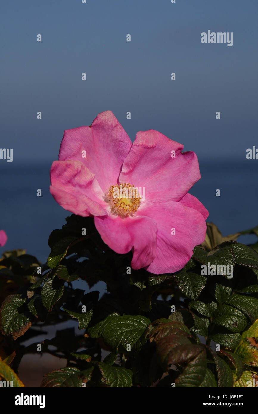 Downy Rose High Resolution Stock Photography and Images - Alamy