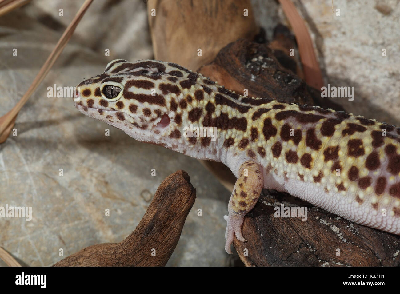 Leopards gecko hi-res stock photography and images - Alamy