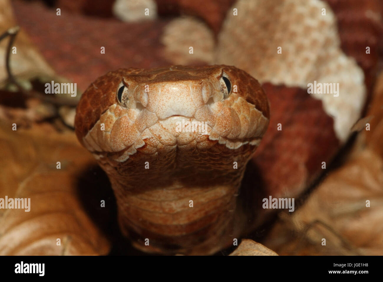 North American copper head, Nordamerikanischer Kupferkopf Stock Photo ...