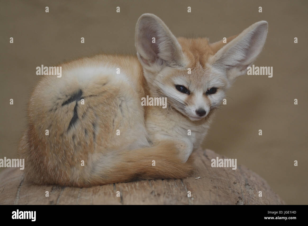 Fennek hi-res stock photography and images - Alamy