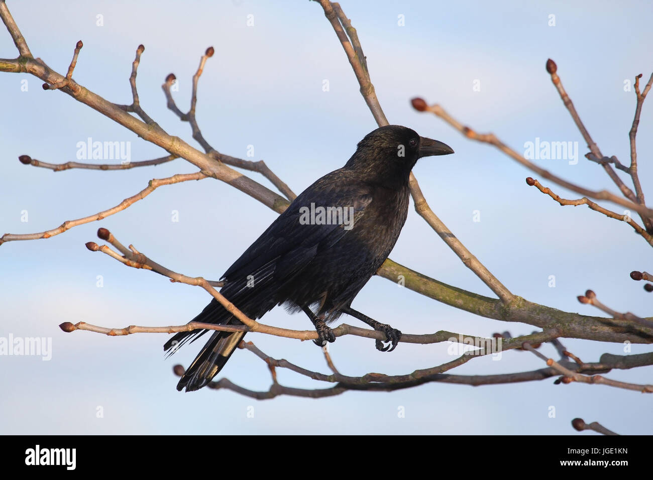 Raven crow, Rabenkraehe Stock Photo - Alamy