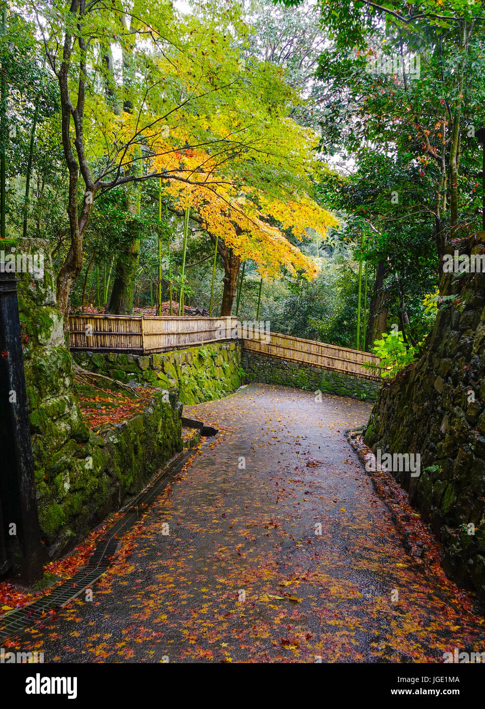 Autumn scenery with the path and maple trees at rainy day in Kyoto ...