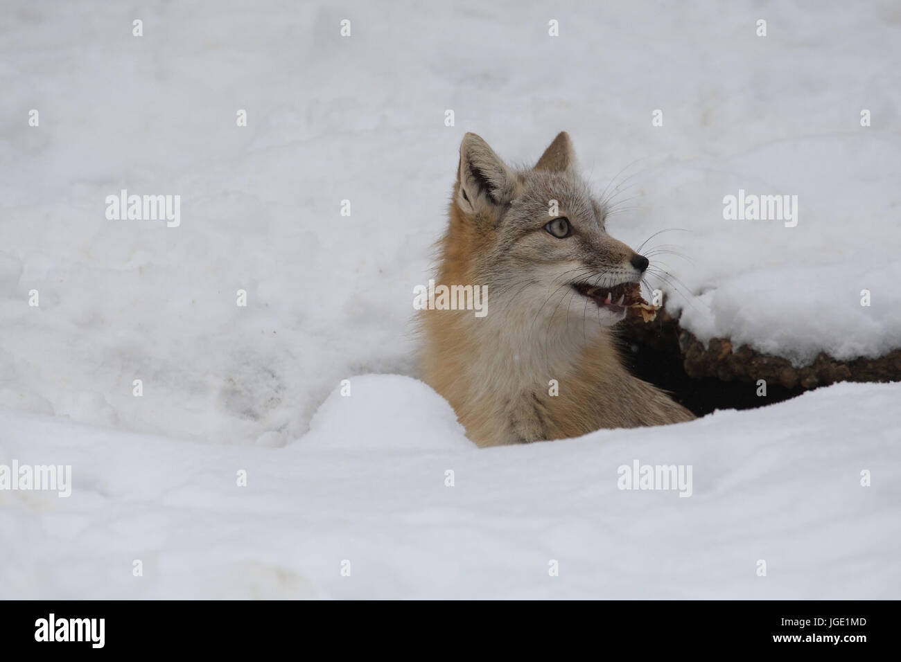 Kitfuchs hi-res stock photography and images - Alamy