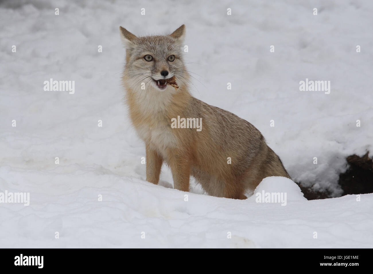 Kitfuchs in winter, Kitfuchs im Winter Stock Photo - Alamy