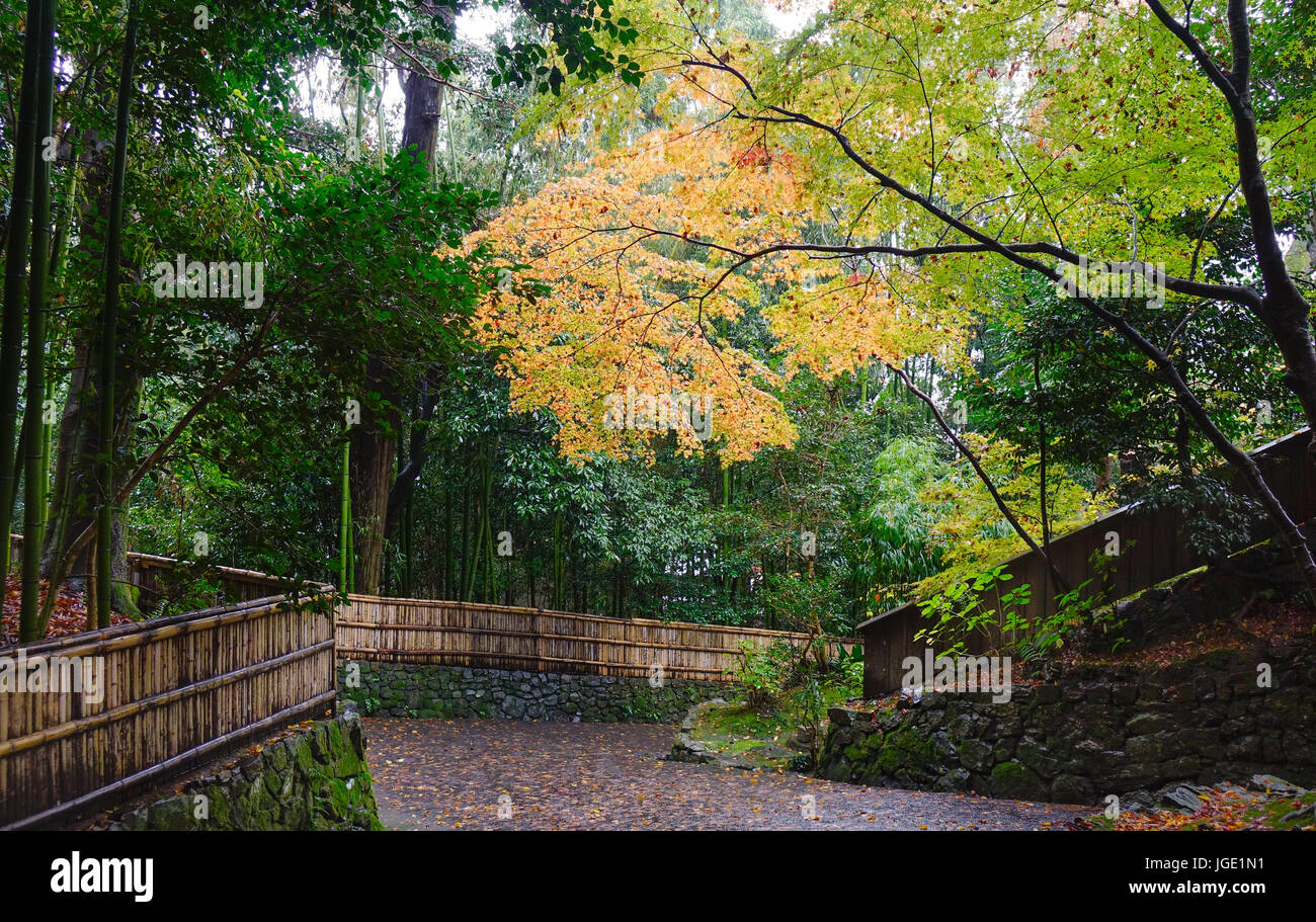 Autumn scenery with the path and bamboo fench at rainy day in Kyoto ...