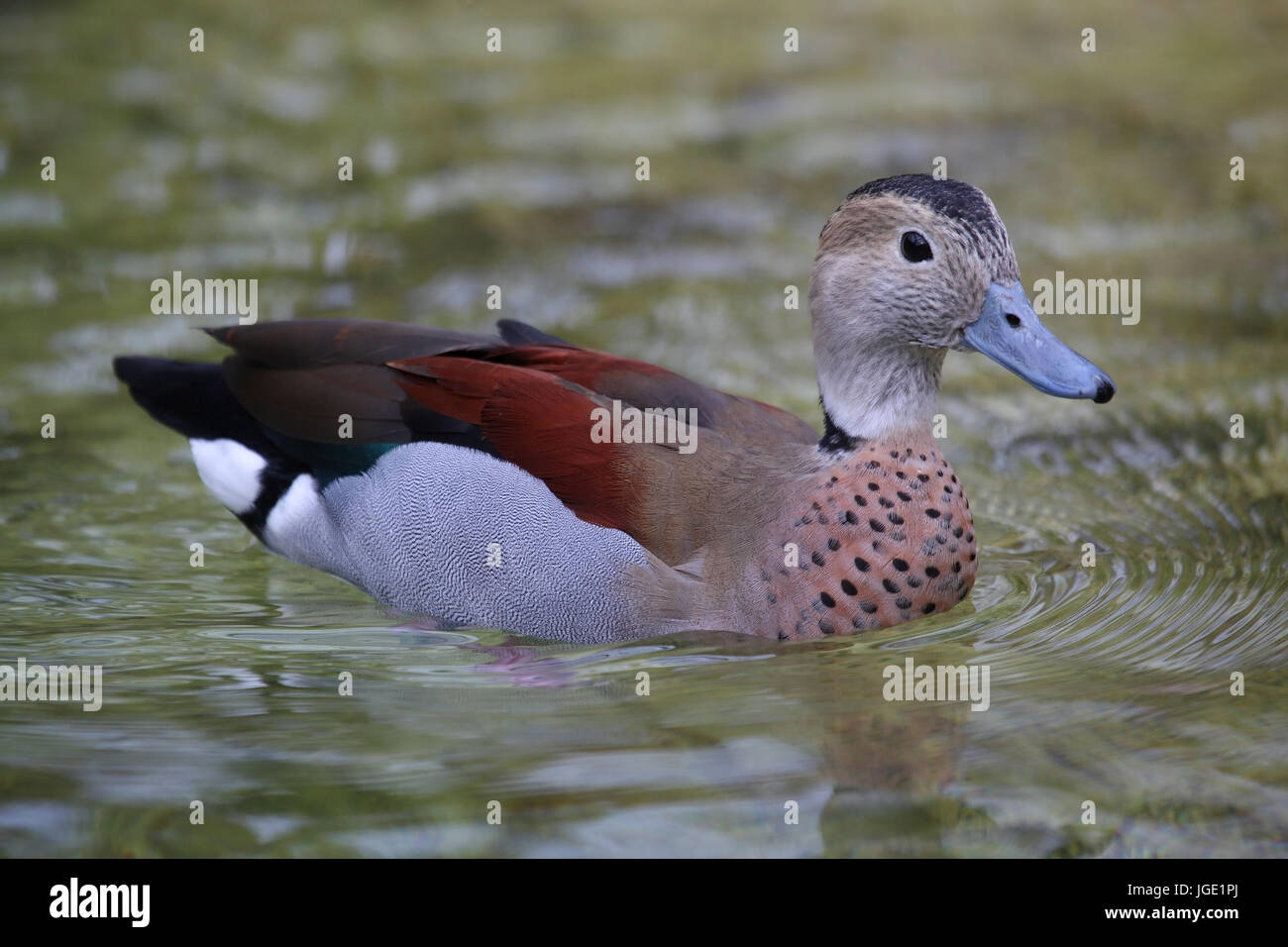 Red shoulder duck, Rotschulterente Stock Photo - Alamy