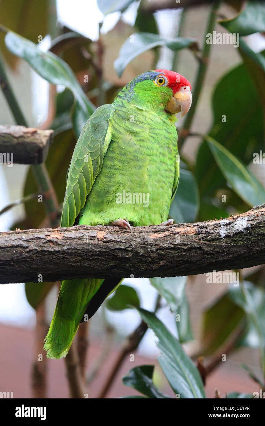 Green cheek amazon , Gruenwangenamazone Stock Photo - Alamy