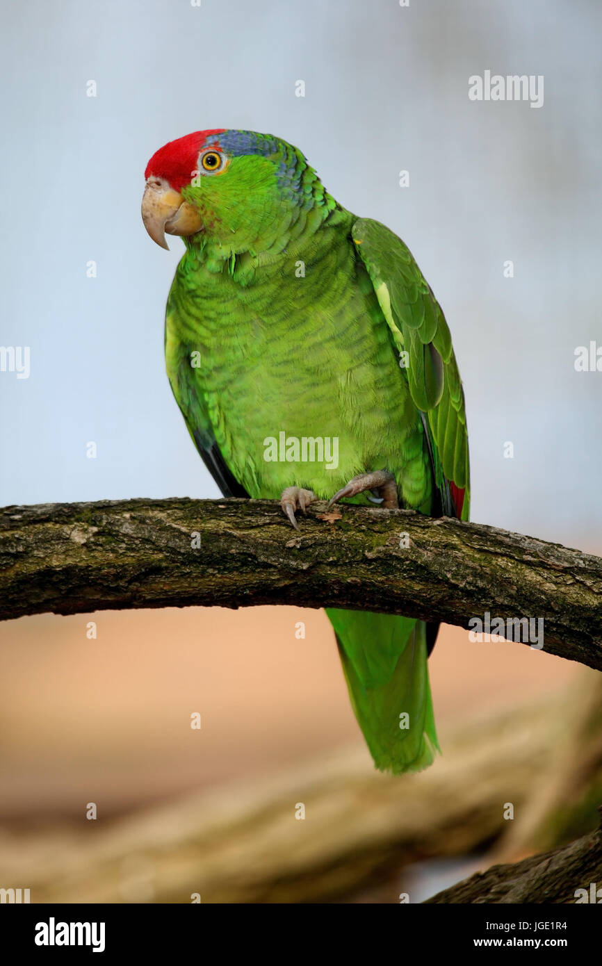 Green cheek amazon amazona hi-res stock photography and images - Alamy