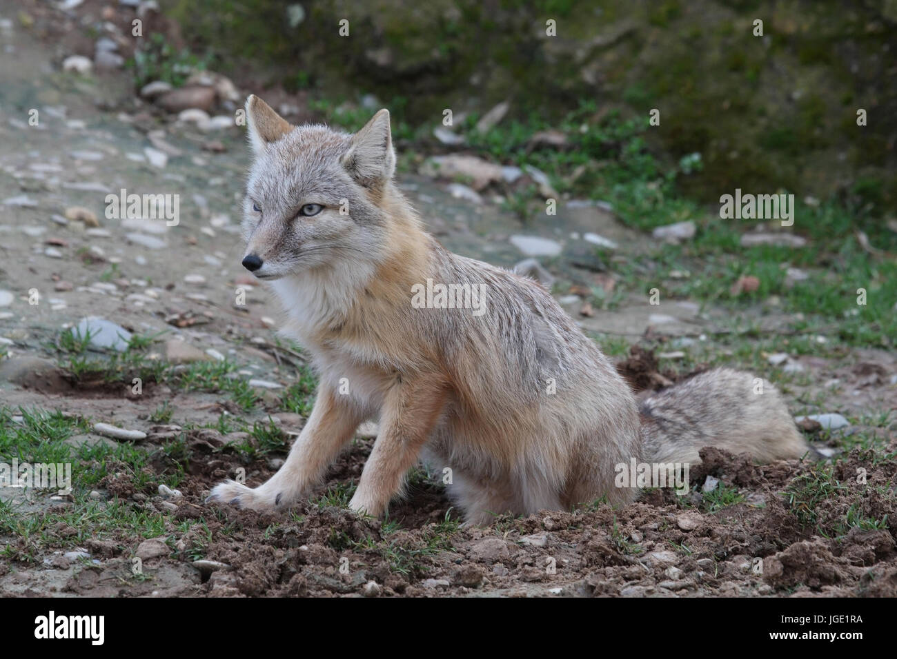 Kitfuchs hi-res stock photography and images - Alamy