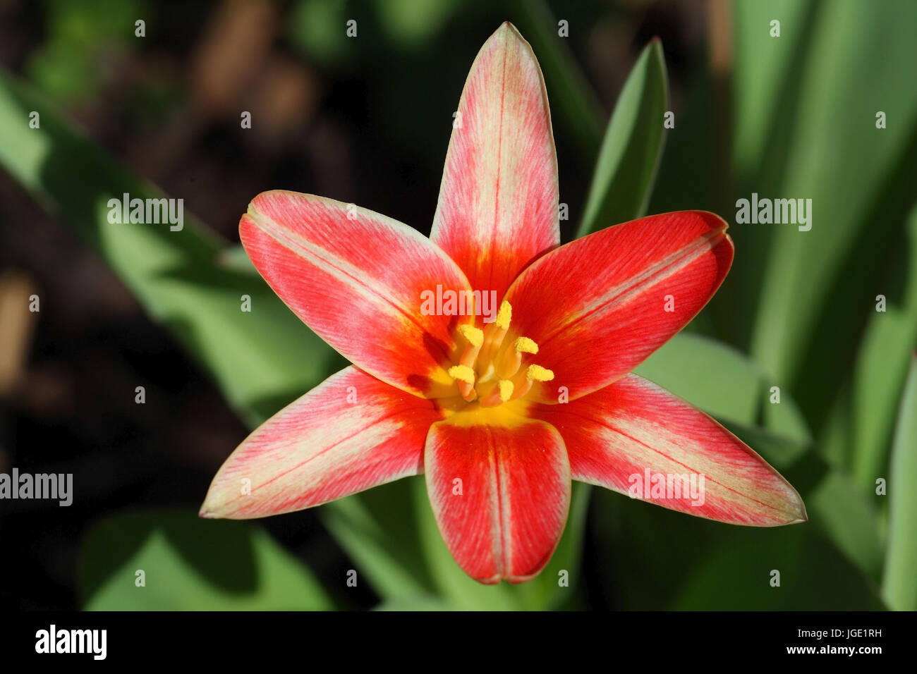 Red wild tulip hi-res stock photography and images - Alamy