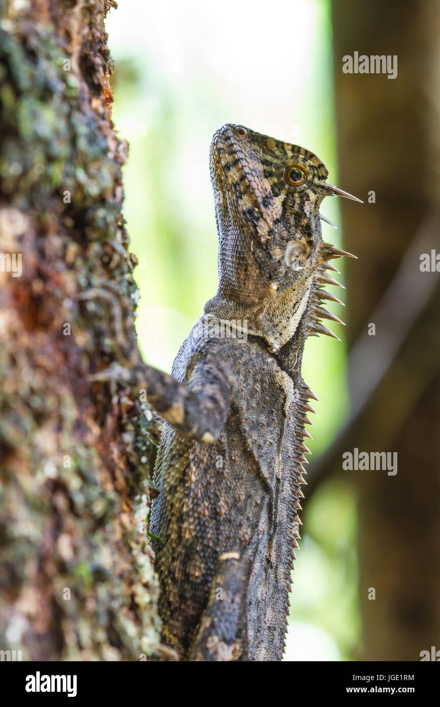 Green crested lizard, black face lizard, tree lizard on ground Stock ...